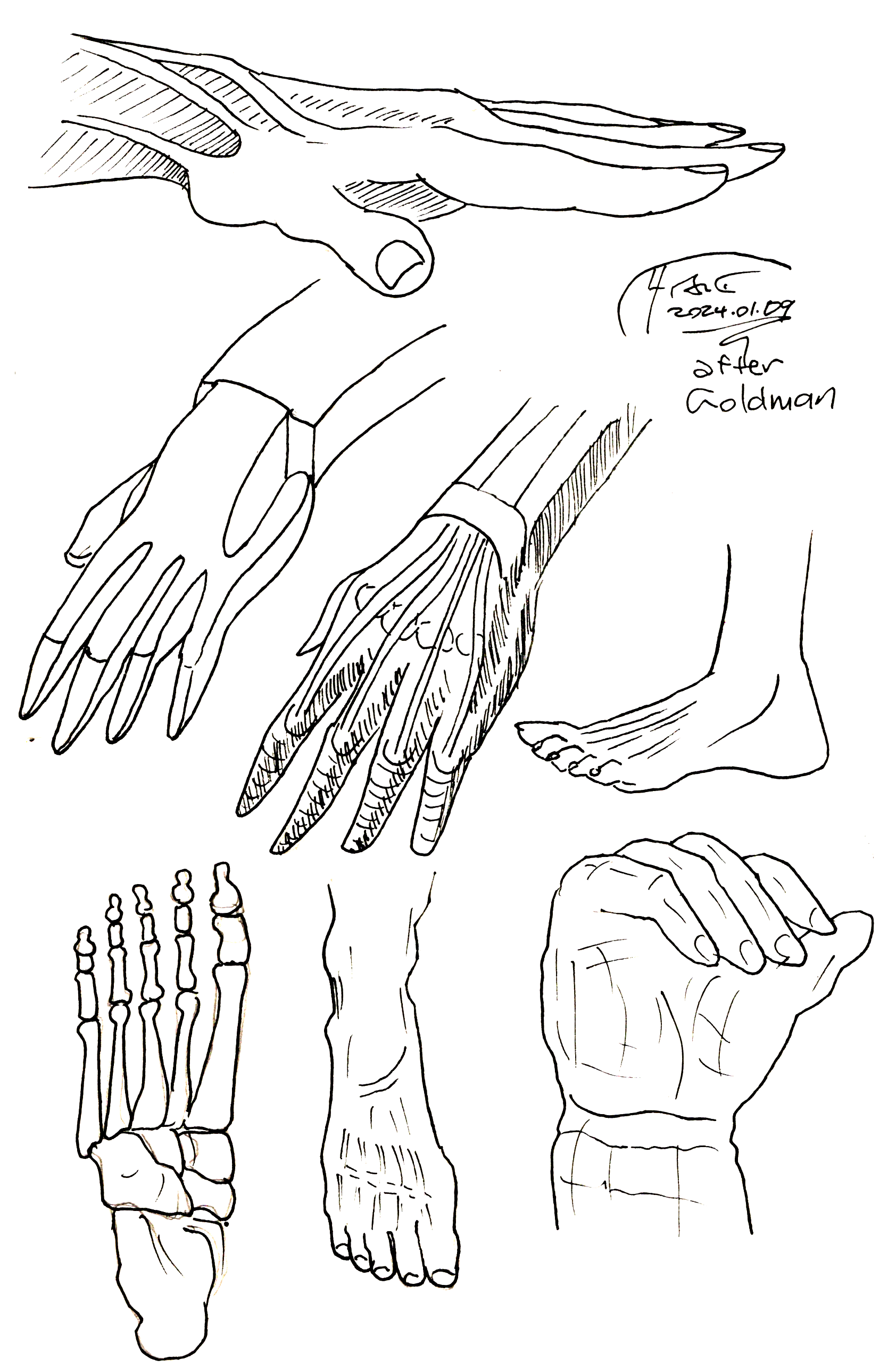 [drawing every day post nine]: more hands and feet – The Library of Dresan