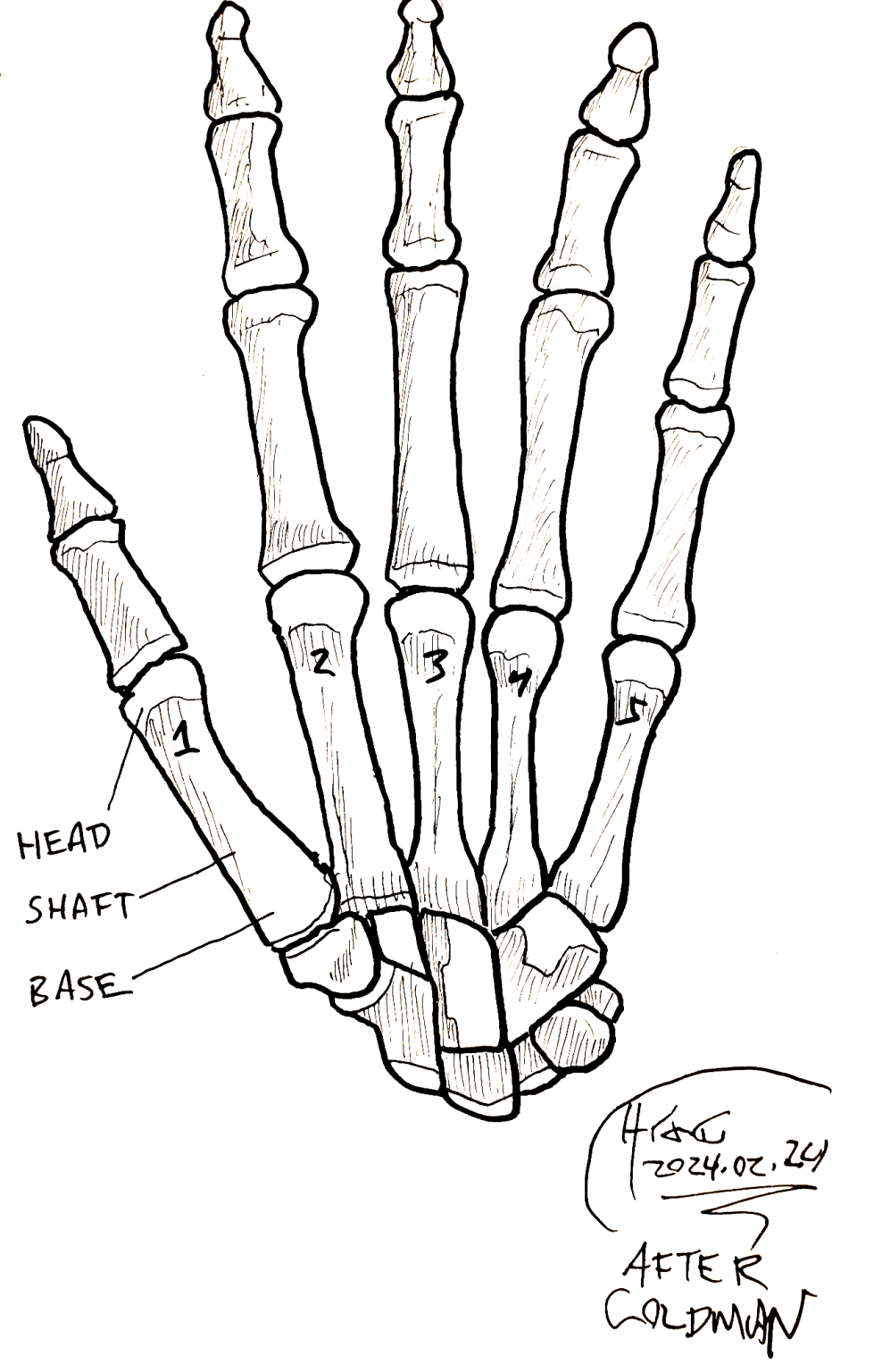 [drawing every day 2024 post sixty]: i never met a carpal – whonk whaaa ...