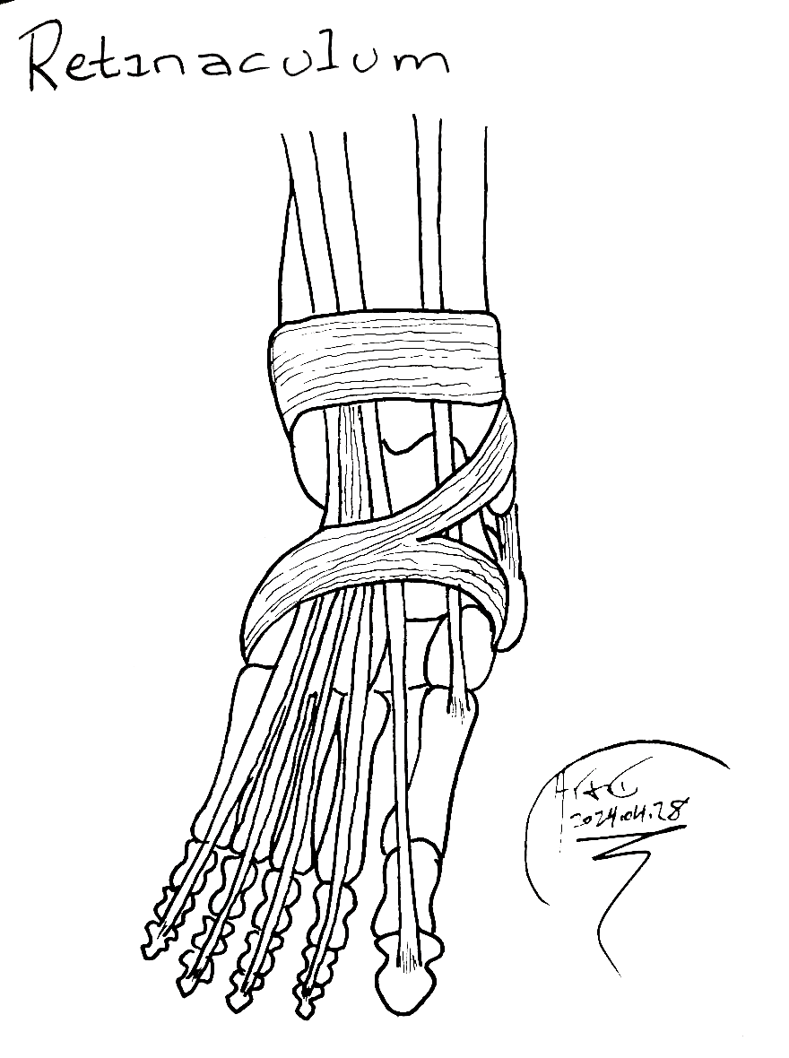 [drawing every day 2024 post one one eight for realz]: foot muscles and ...