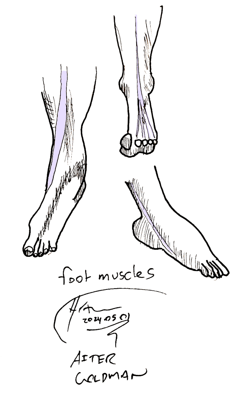 [drawing every day 2024 post one one two]: tendons of the feet – The ...