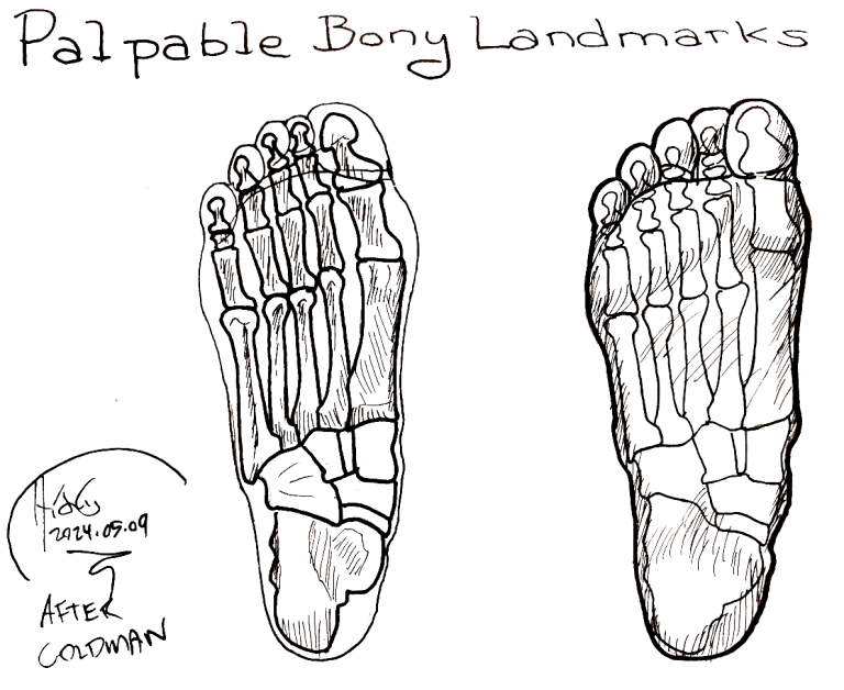 [drawing every day 2024 post one three zero]: palpable bony landmarks ...